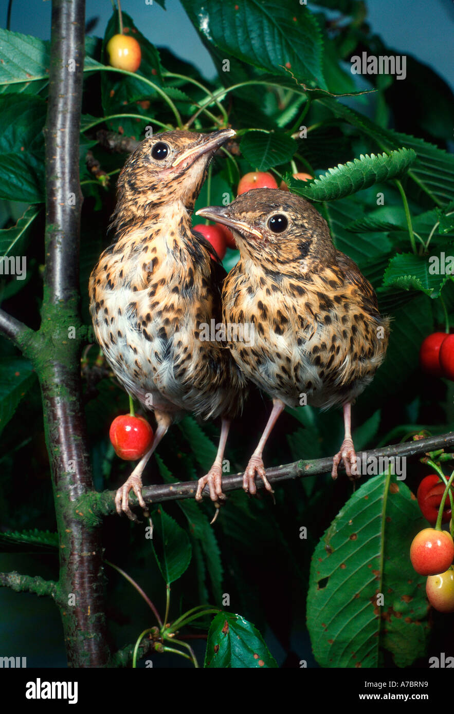 Song Trush Stock Photo - Alamy