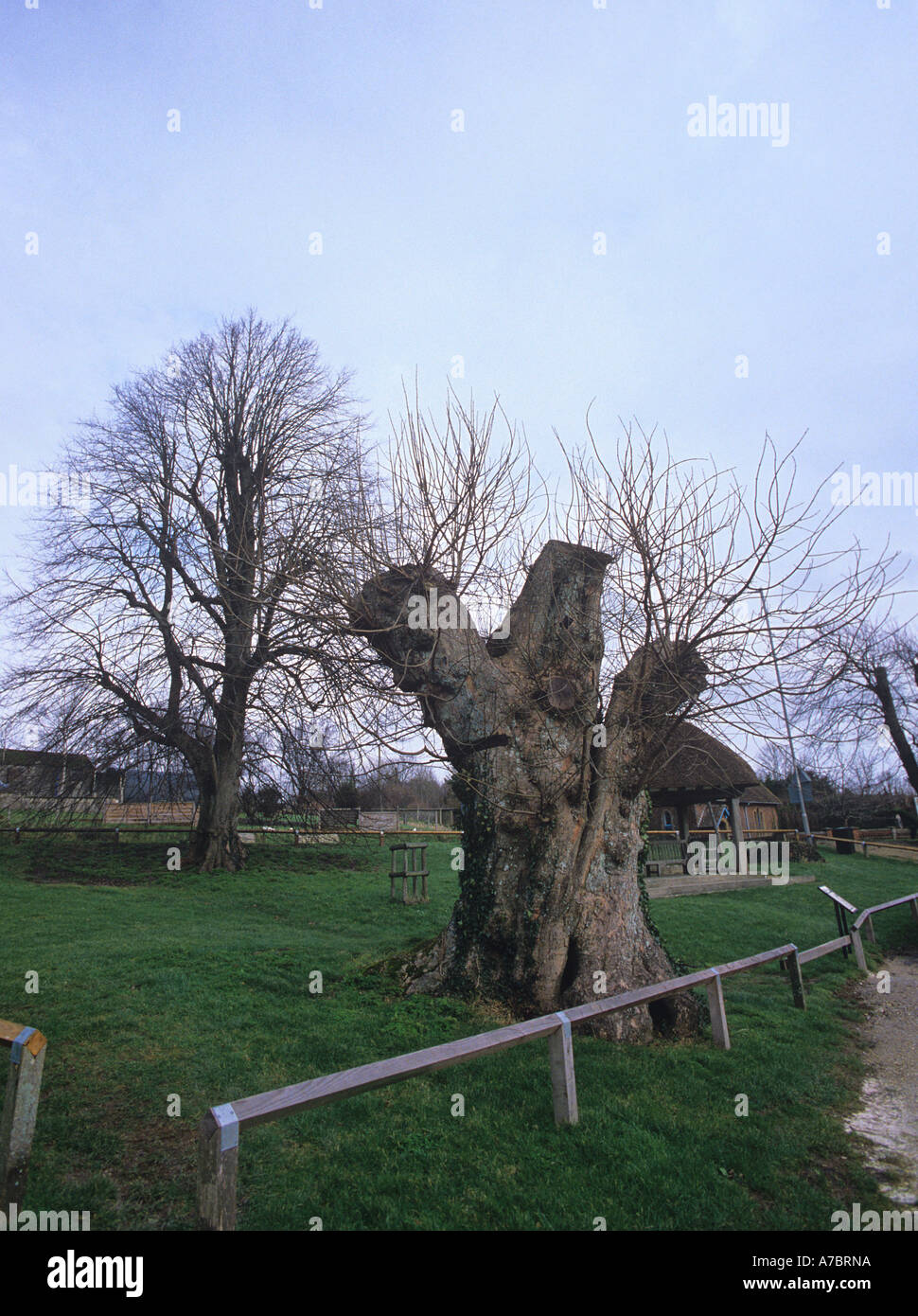 Tolpuddle martyrs tree hi-res stock photography and images - Alamy