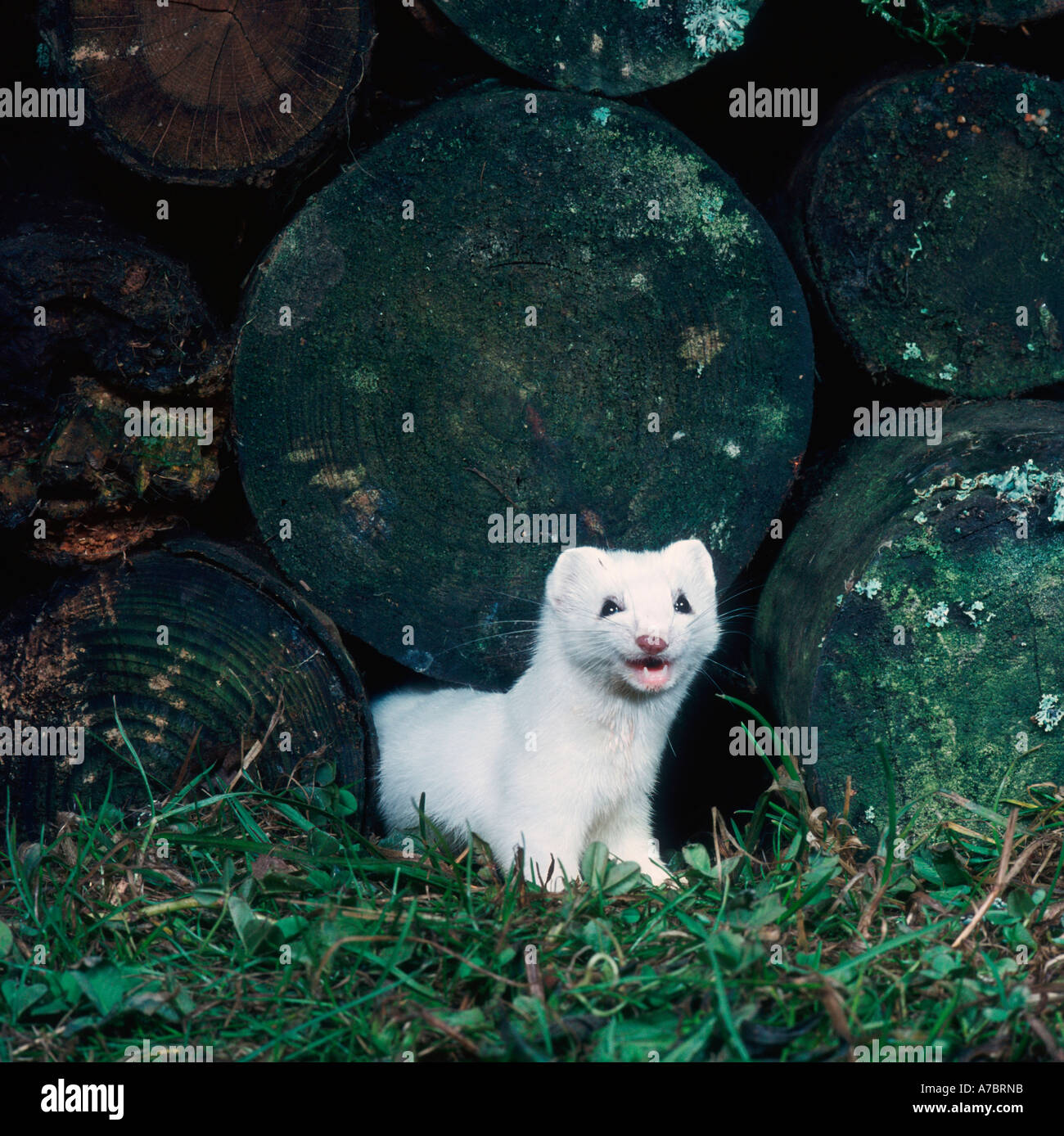 Ermine White High Resolution Stock Photography and Images - Alamy