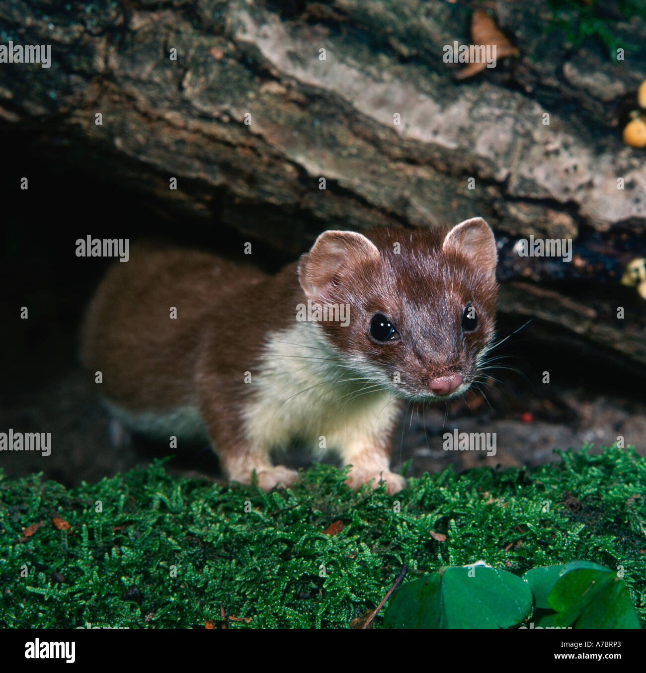 Ermine in summer coat hi-res stock photography and images - Alamy
