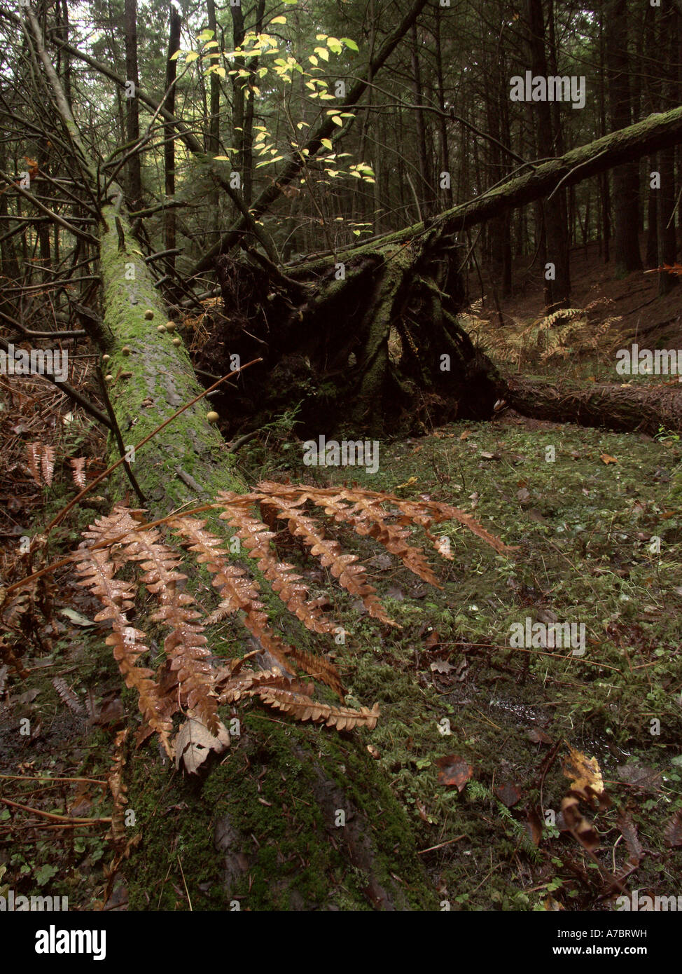 Yale forest hi-res stock photography and images - Alamy