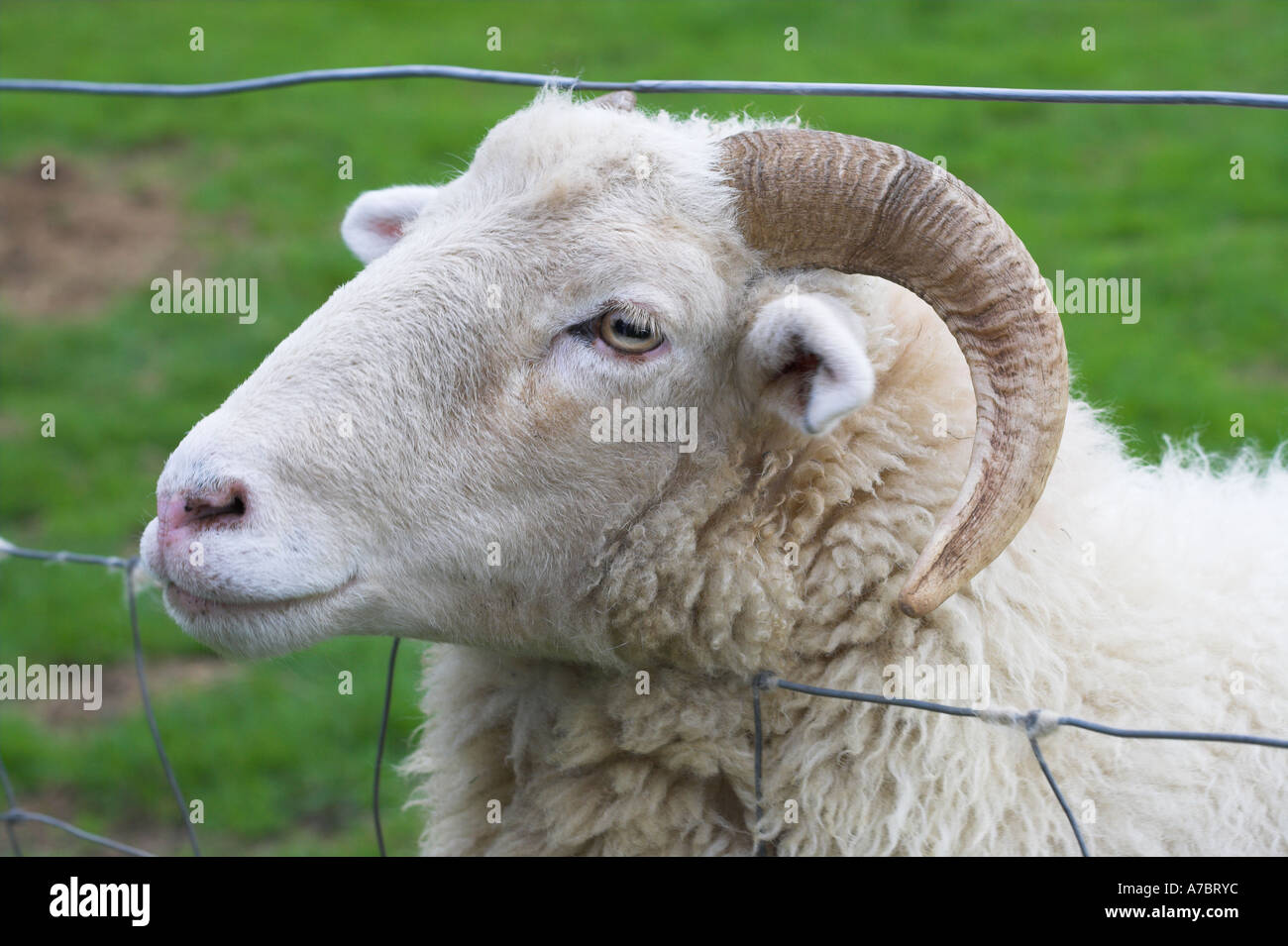 Ram looking through wire fence at Burpham Court Farm Stock Photo - Alamy