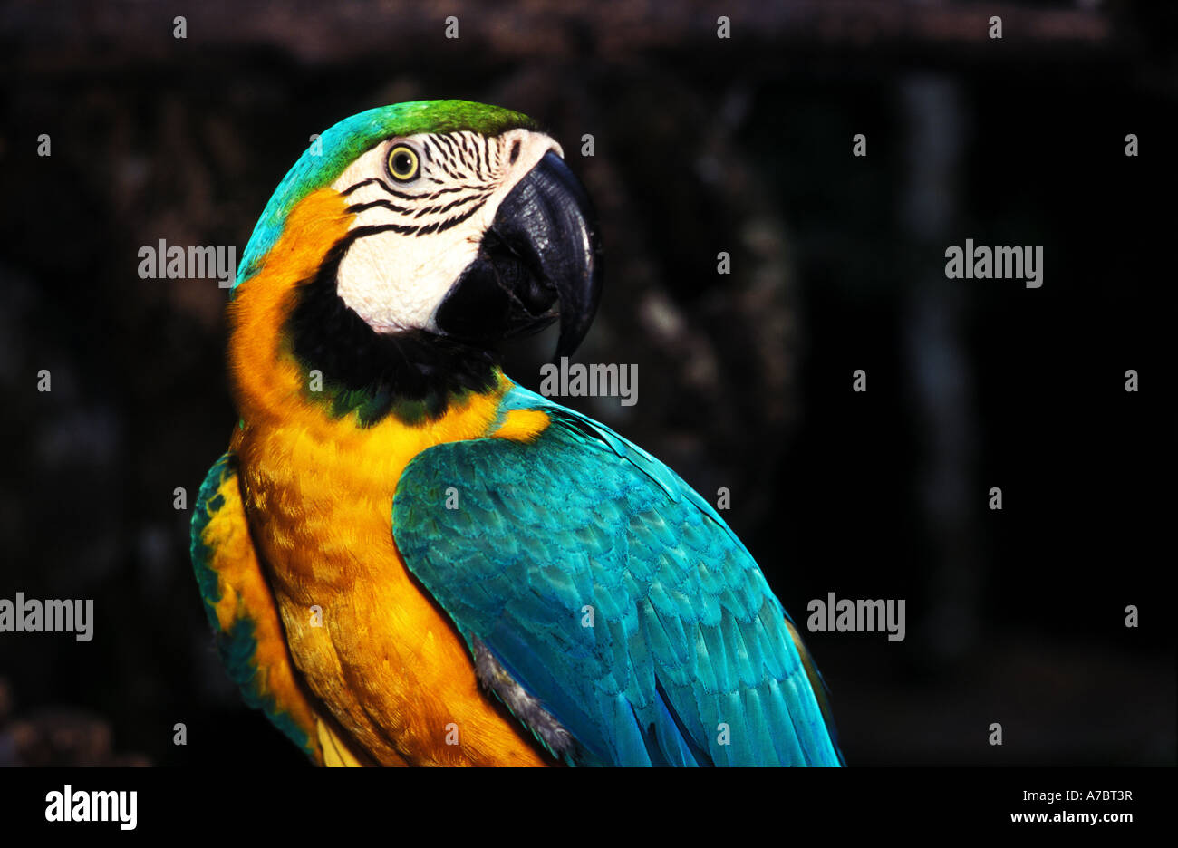 macaw, amazon, brazil Stock Photo - Alamy