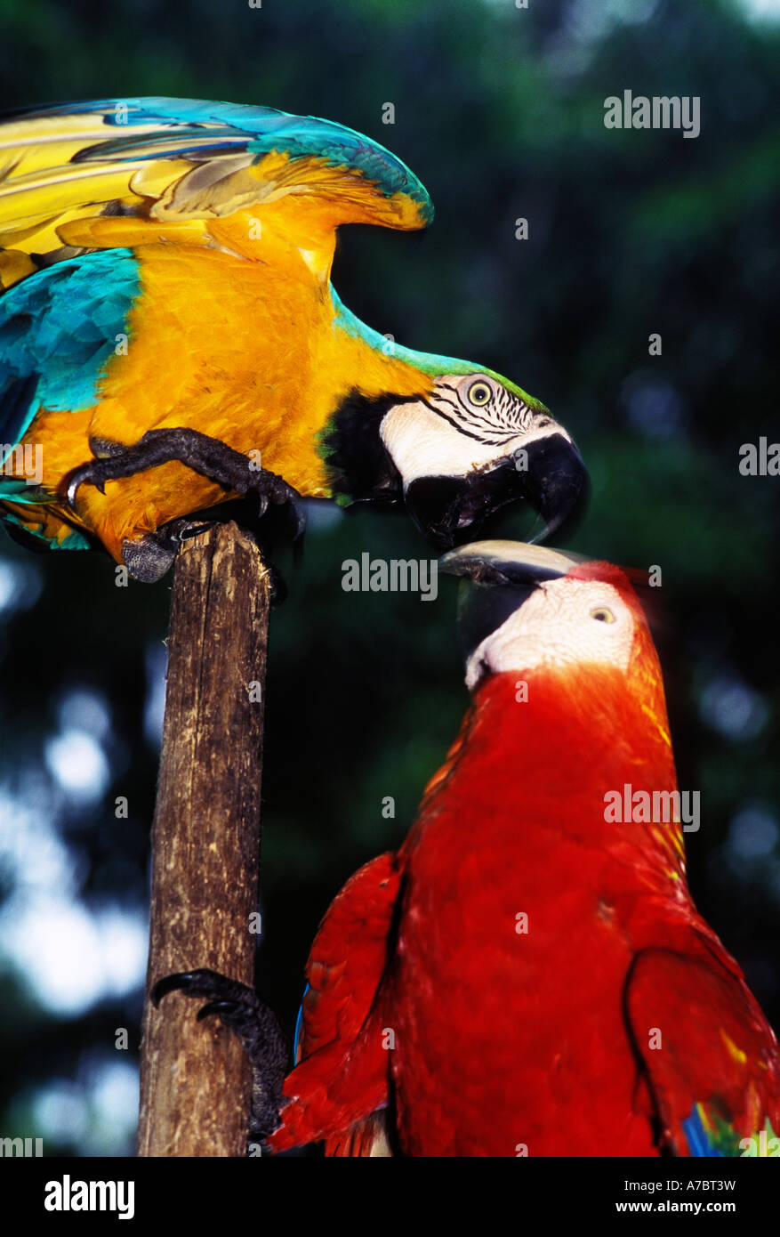 macaws, amazon, brazil Stock Photo - Alamy