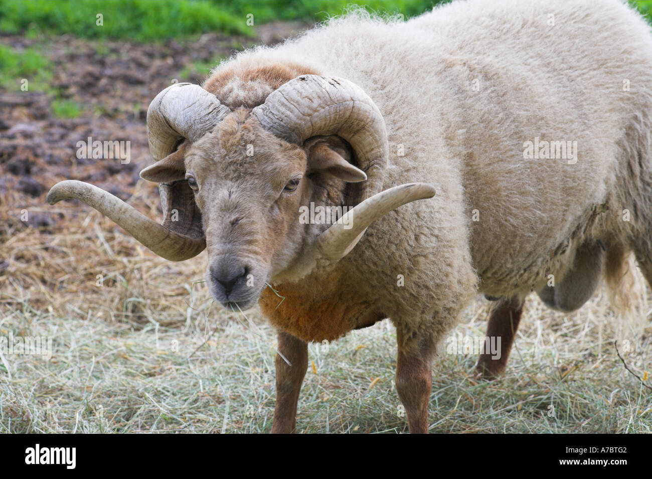 Ram at Burpham Court Farm Stock Photo - Alamy