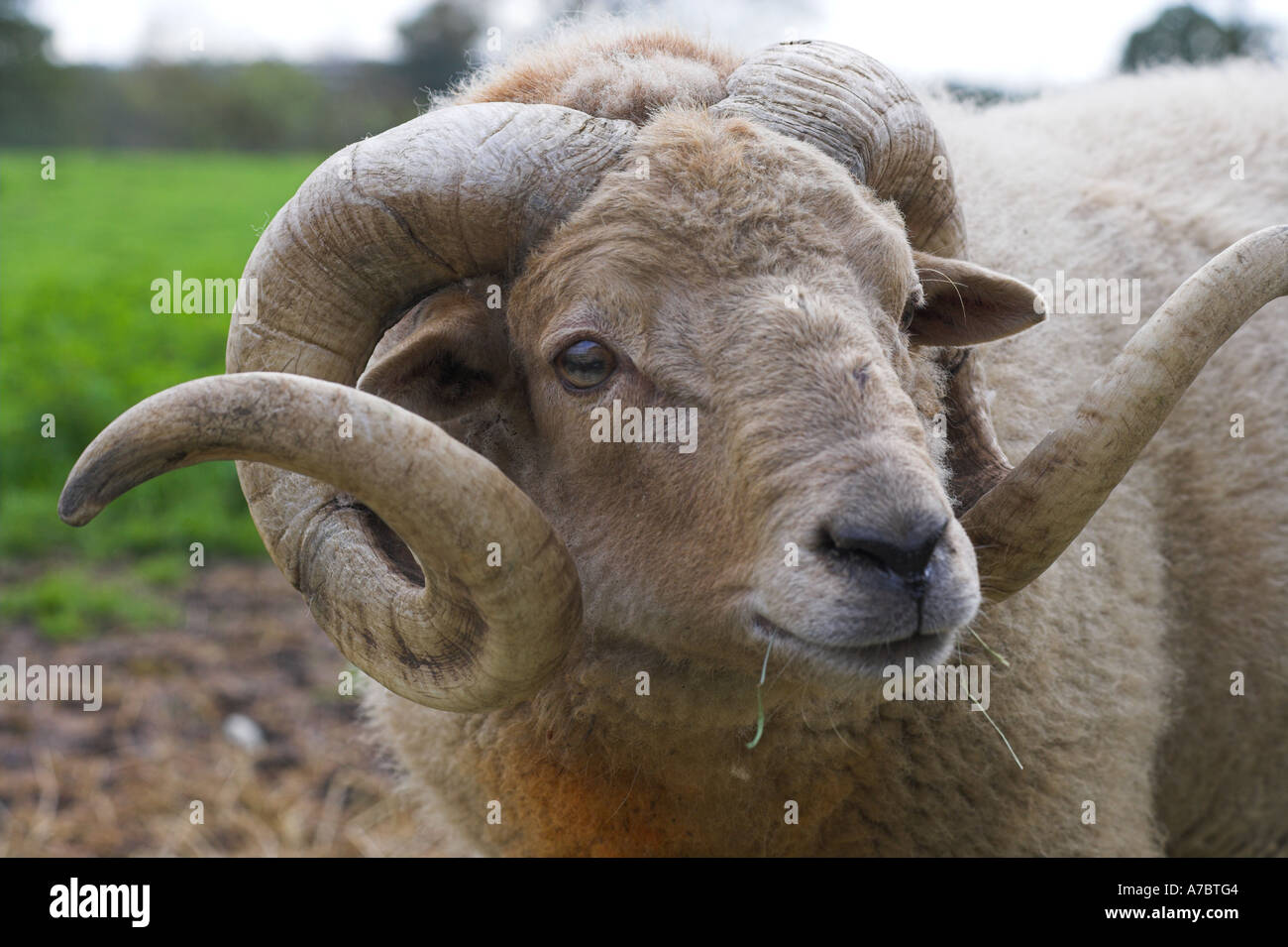 Ram in field at Burpham Court Farm Stock Photo - Alamy
