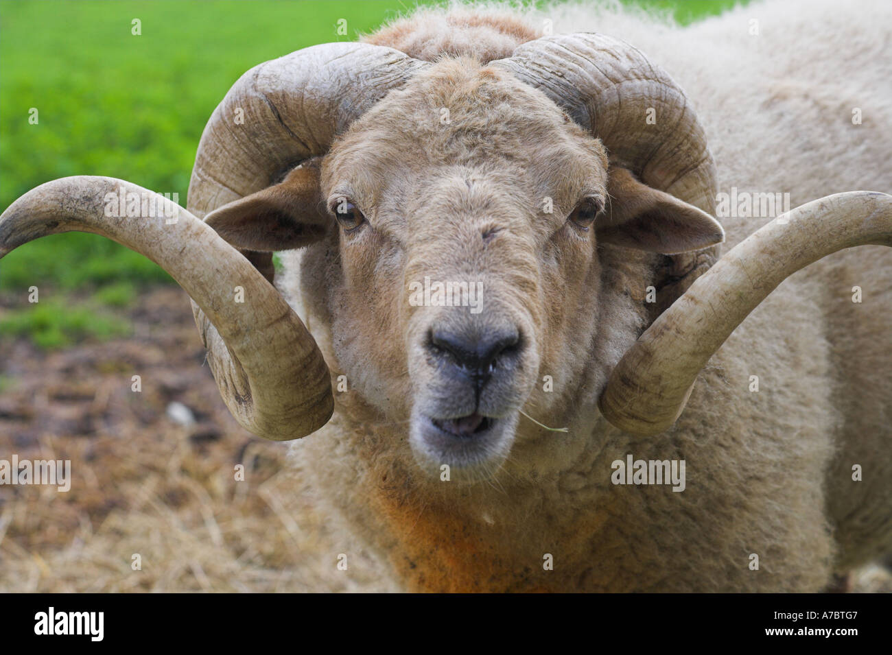 Shetland sheep ram rare breed hi-res stock photography and images - Alamy