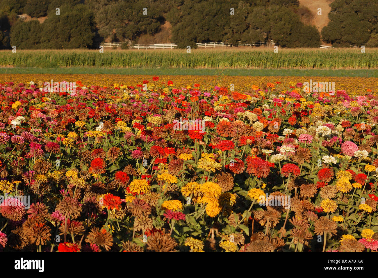 Field of Wildflowers Stock Photo - Alamy