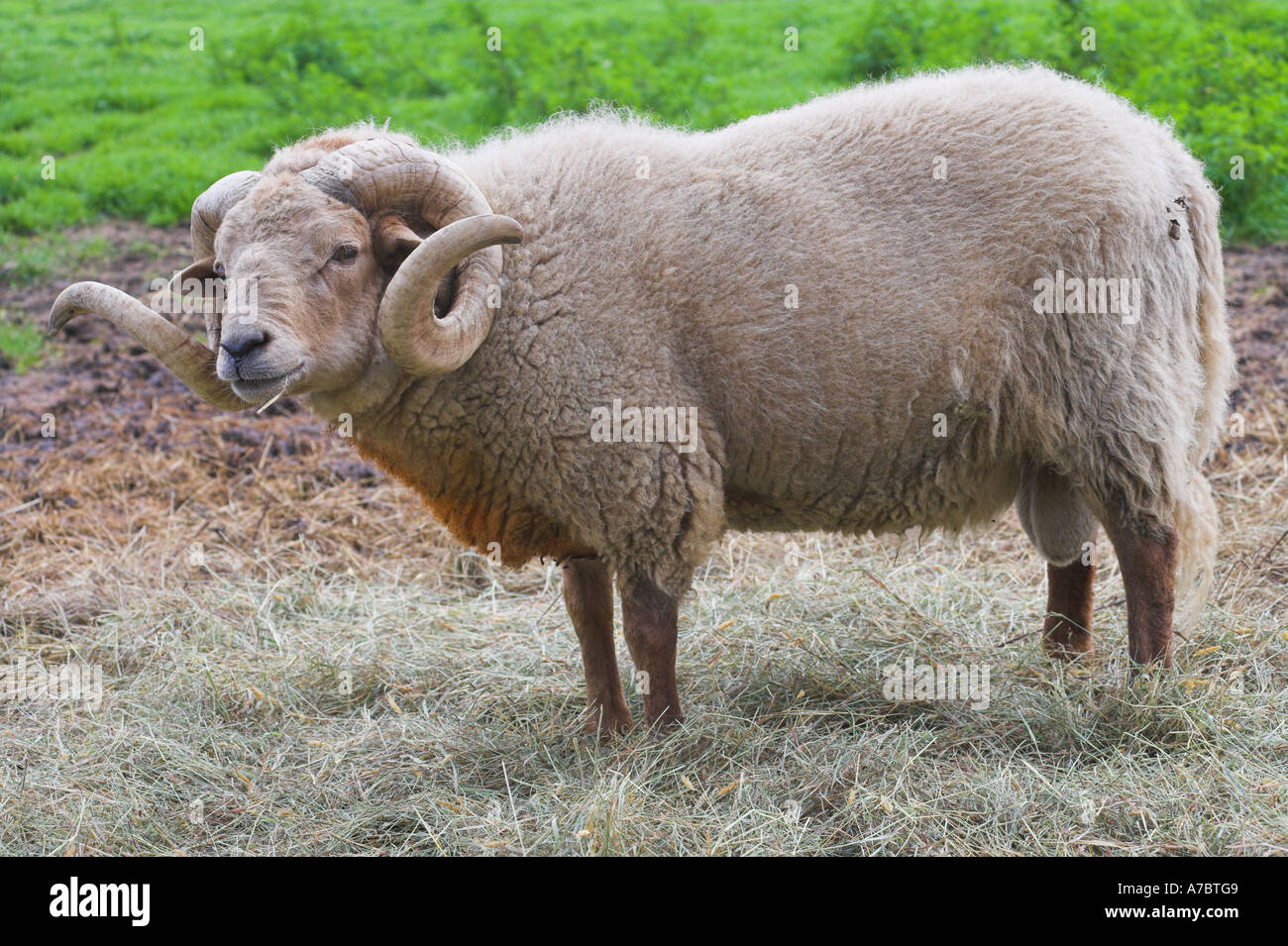 Broadside view of left side of Ram at Burpham Court Farm Stock Photo ...