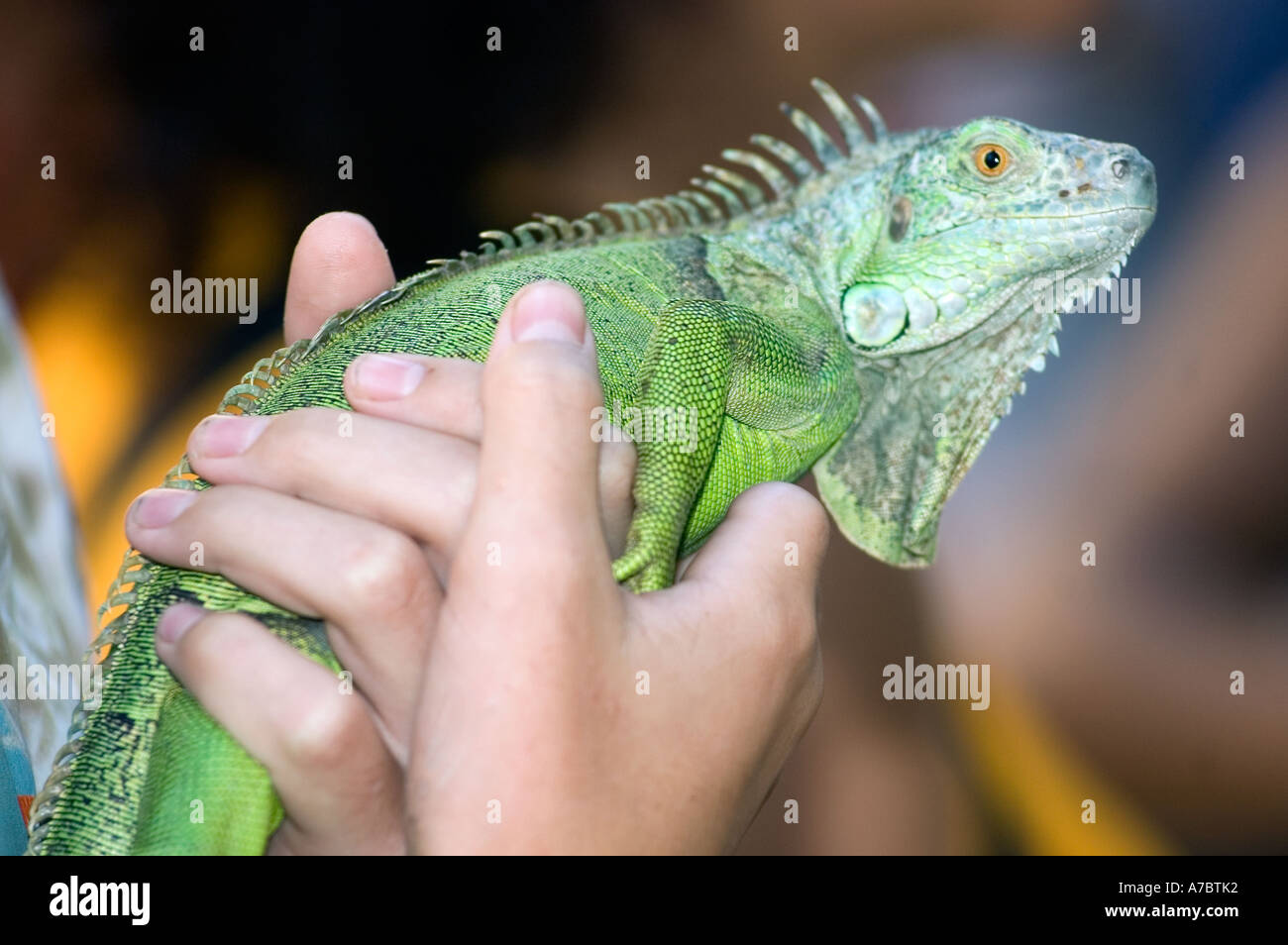 man holds green iguana in hands Stock Photo - Alamy