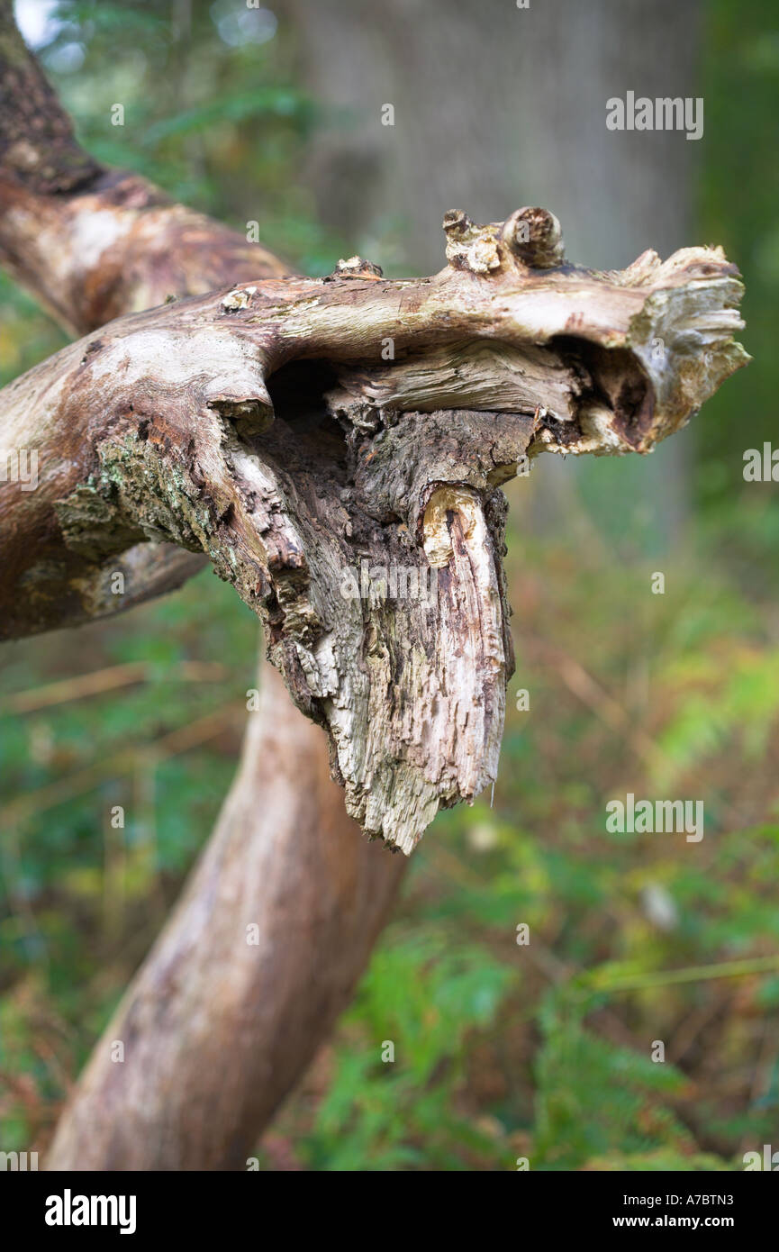 Snake-like tree lunging with open mouth Stock Photo - Alamy