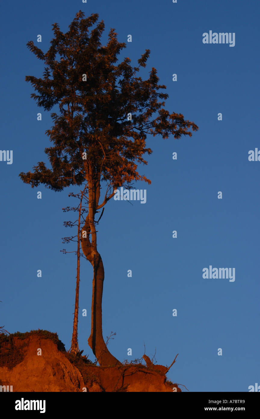 Tree on Cliff Stock Photo - Alamy