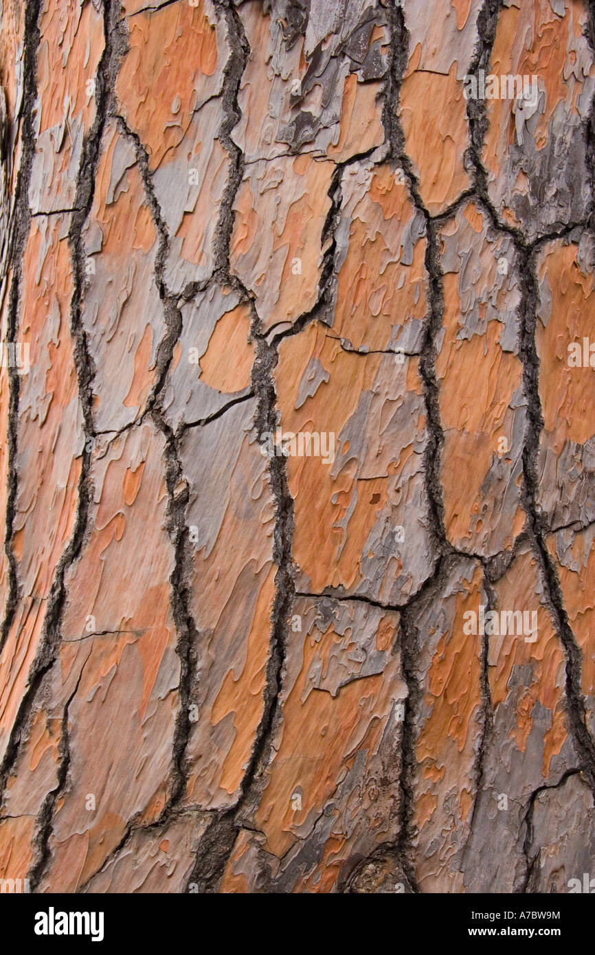 Thick tree bark hi-res stock photography and images - Alamy