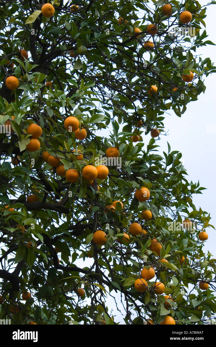 tree, tangerine, from the bottom, leaves, green, large, sky, close up ...