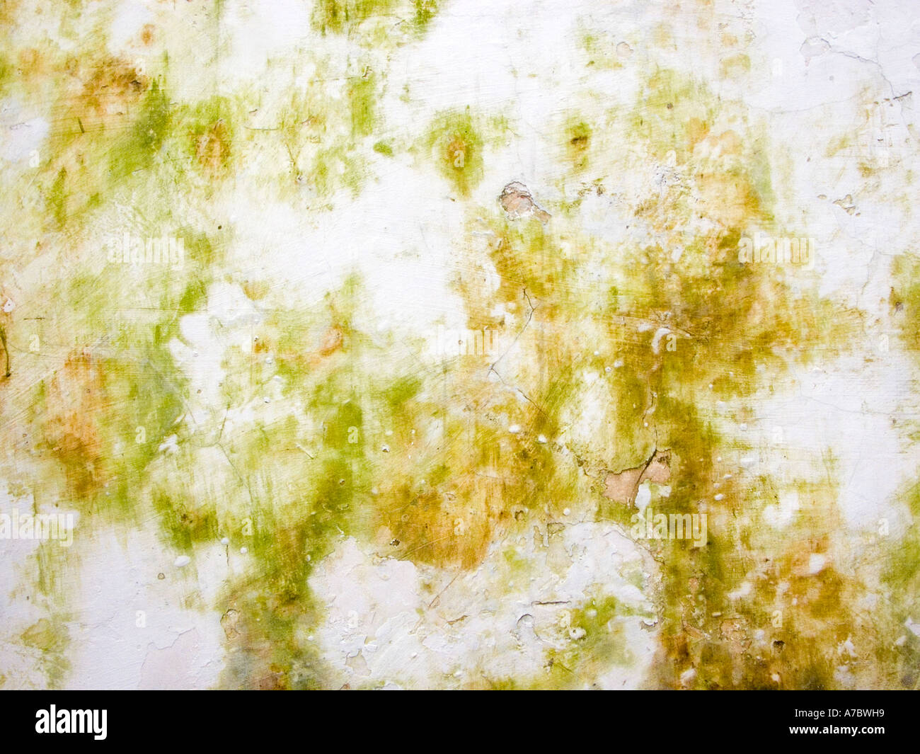 detail of a damp wall Stock Photo - Alamy