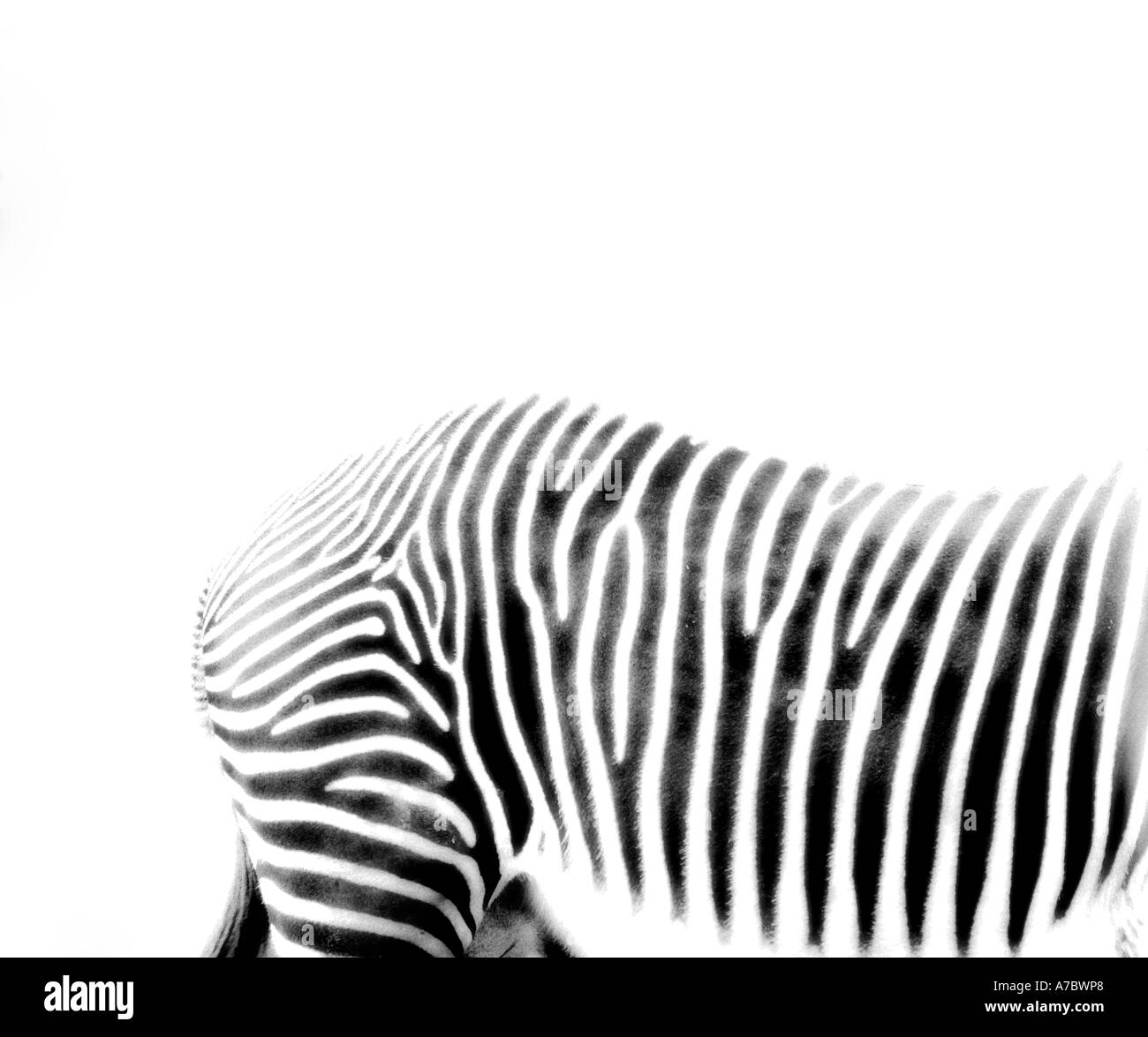 zebra on white background Stock Photo - Alamy
