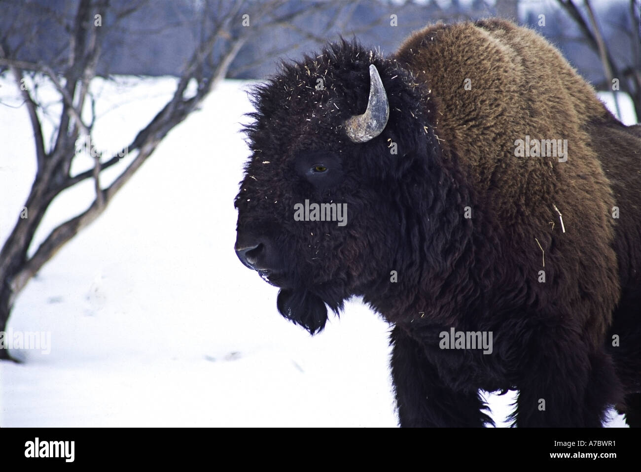 Buffalo hump hi-res stock photography and images - Alamy