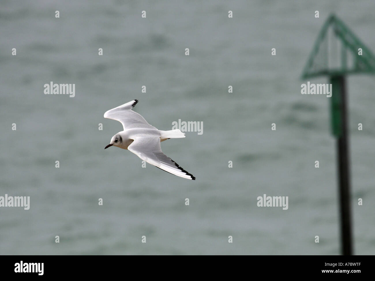 Seagull flying along shore line Stock Photo - Alamy