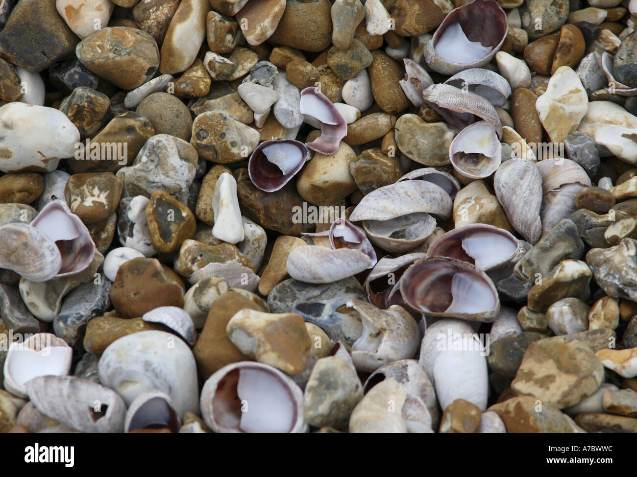 Stones and Shells and general beach debris Stock Photo - Alamy