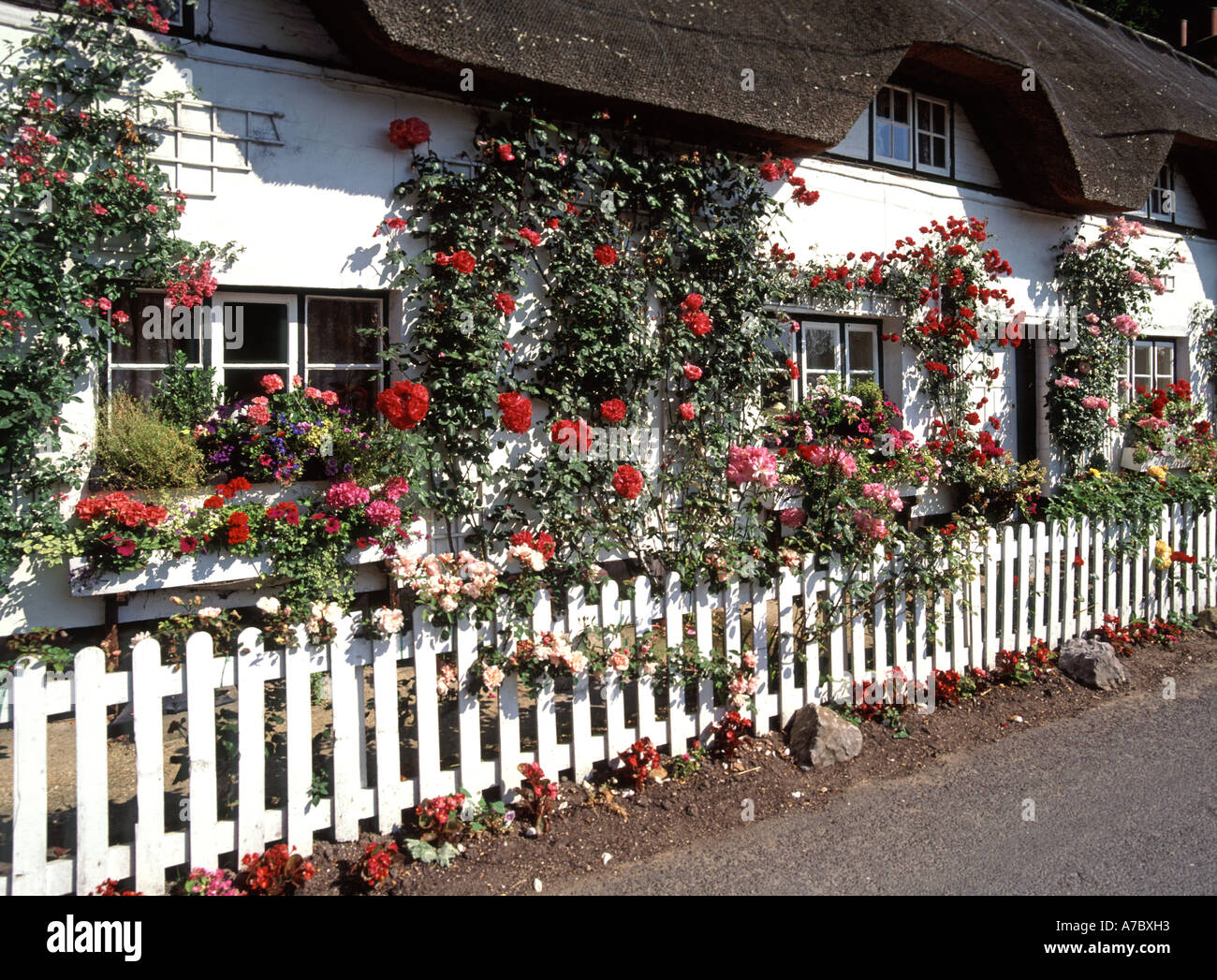 Red climbing roses hi-res stock photography and images - Alamy