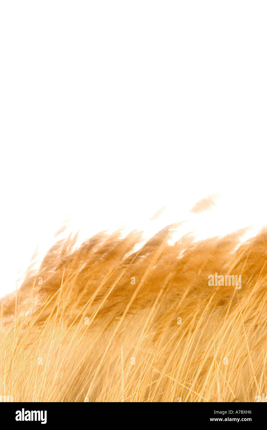 Dried reed plant blowing in hi-res stock photography and images - Alamy
