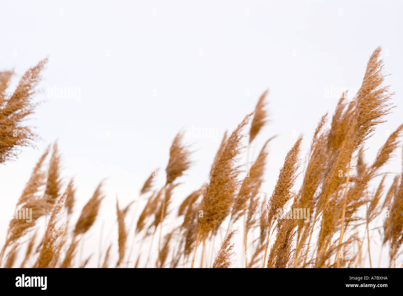 Reeds Blowing in Wind Stock Photo - Alamy