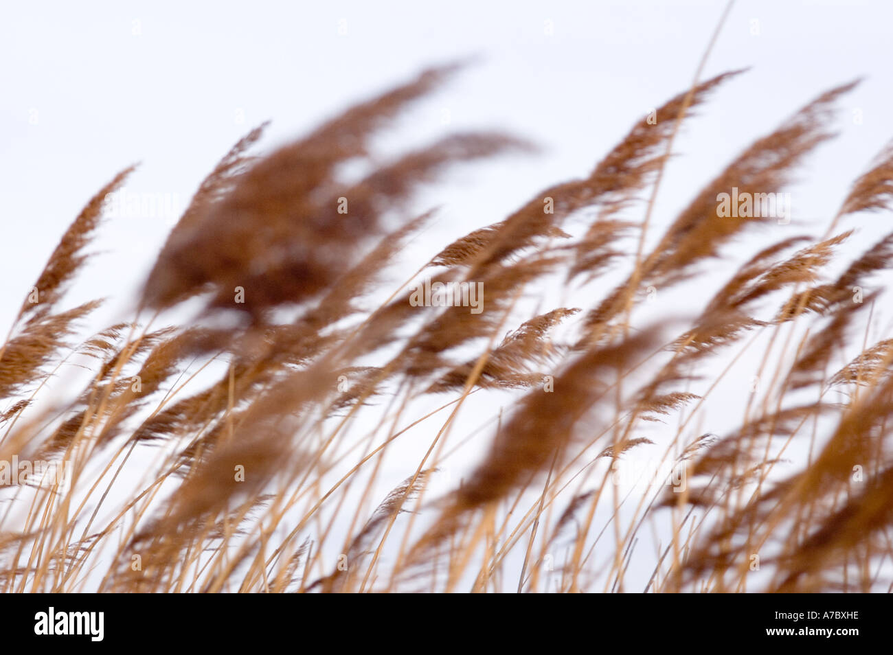 Dried reed plant blowing in hi-res stock photography and images - Alamy