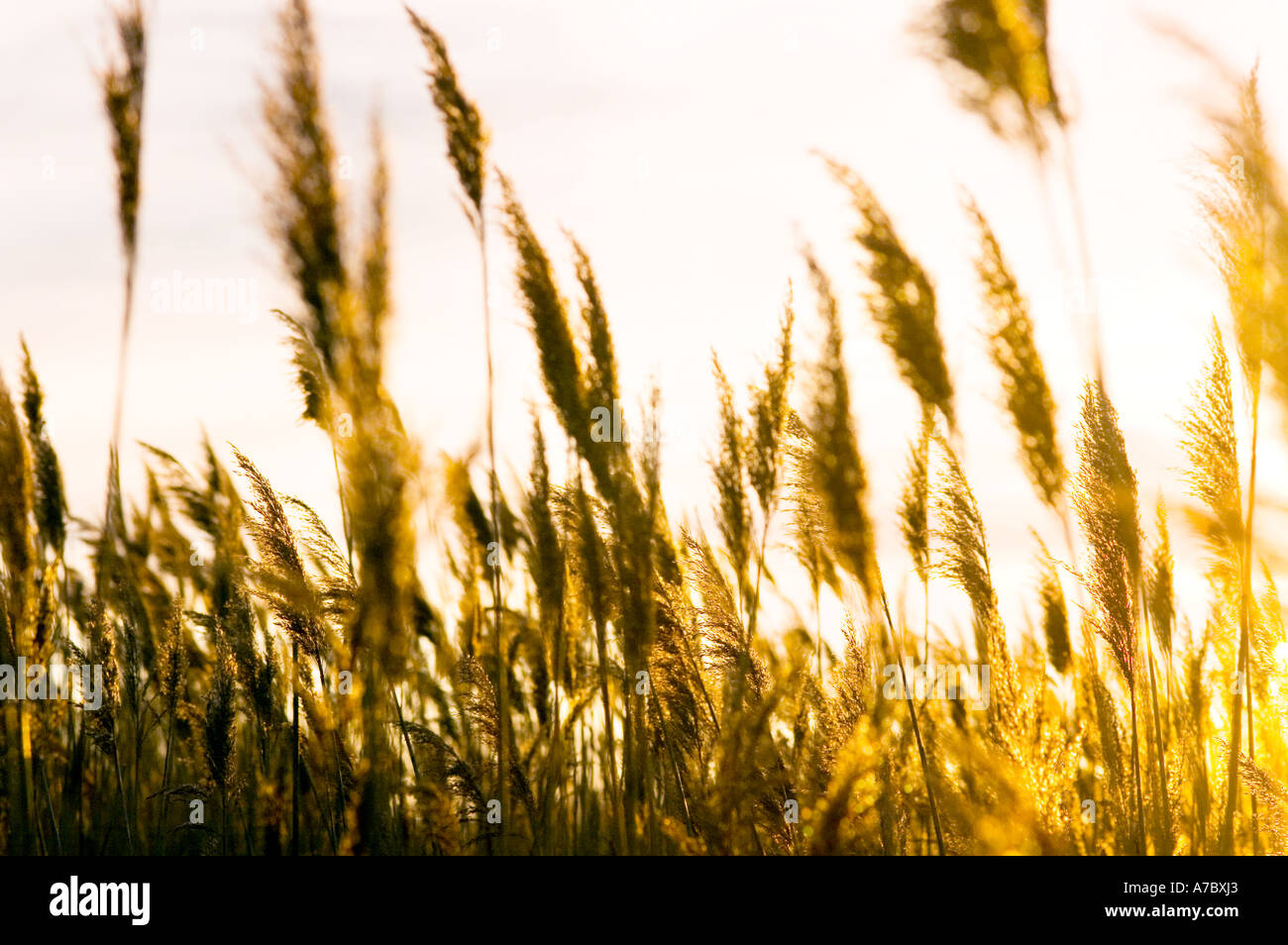 Reeds Blowing in Wind Stock Photo - Alamy