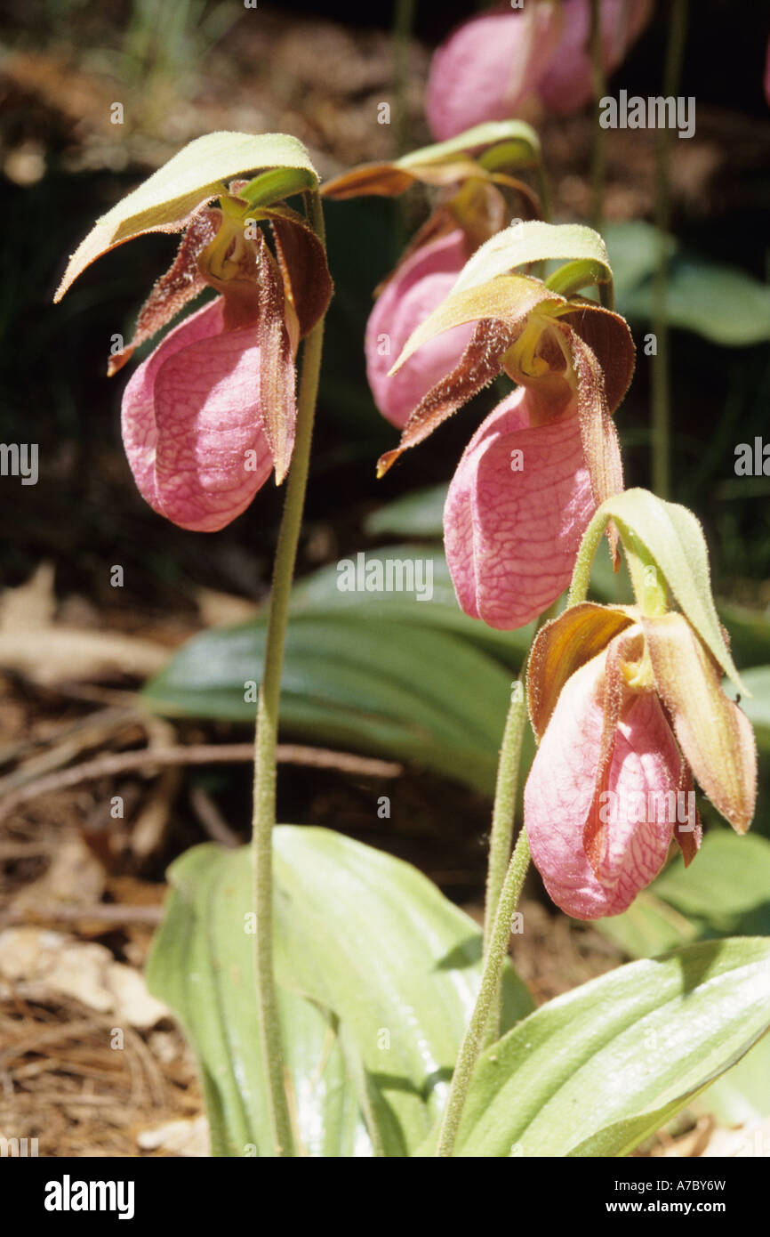 Pink Lady Slipper Plants in Bloom in the wild of the woods Stock Photo ...