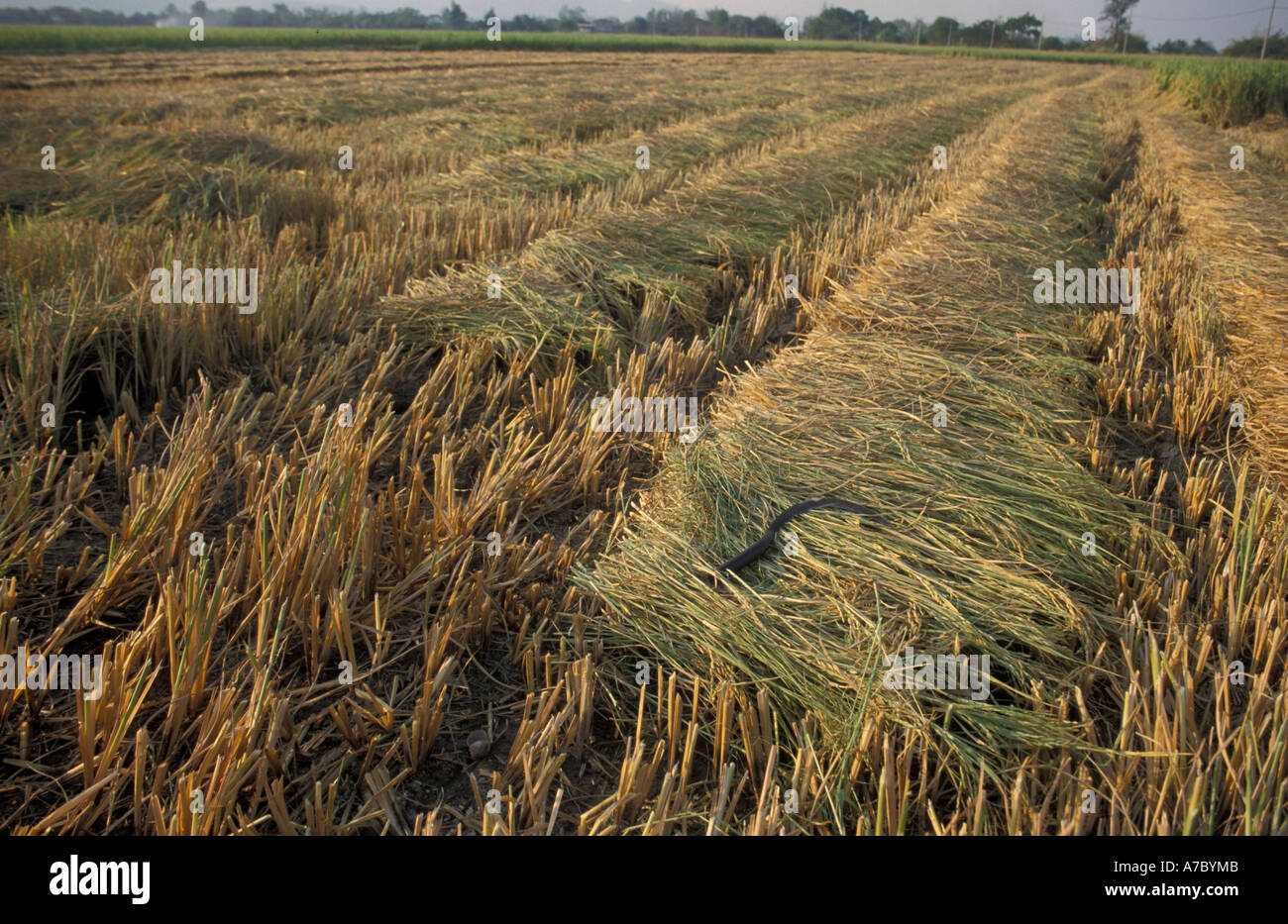 Cut paddy hi-res stock photography and images - Alamy