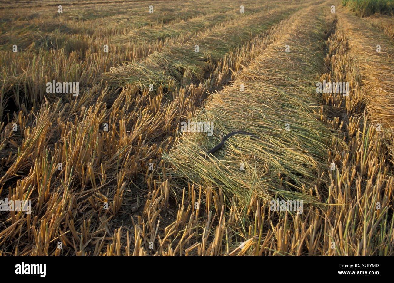 Knife lying on cut rice drying in paddy field in Denchai North Thailand ...