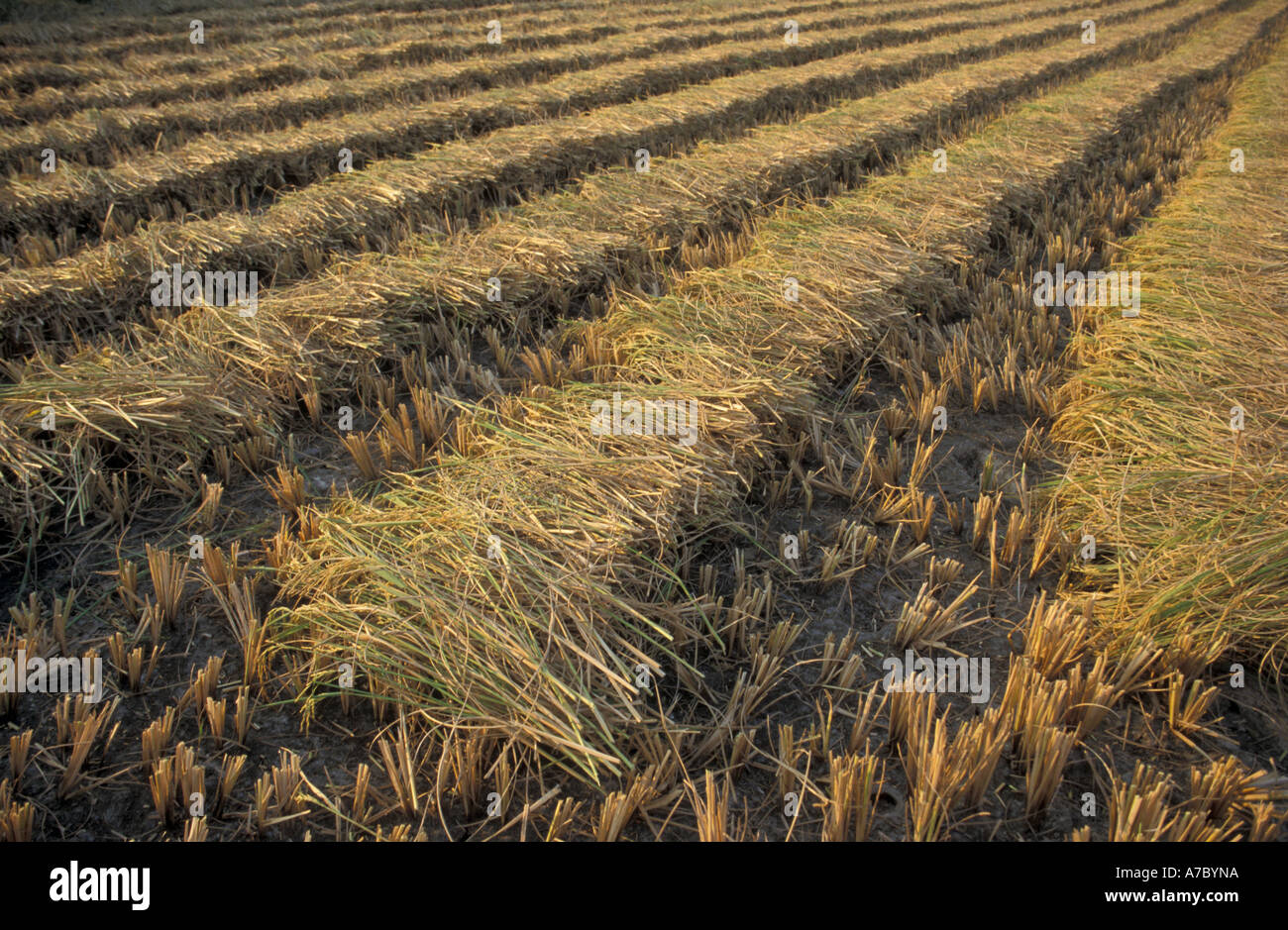 Cut rice drying in paddy field following harvest, Denchai North ...
