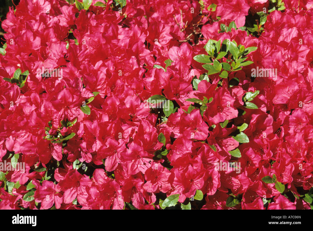 Red Azalea Bush with Flowers in Full Bloom Stock Photo - Alamy