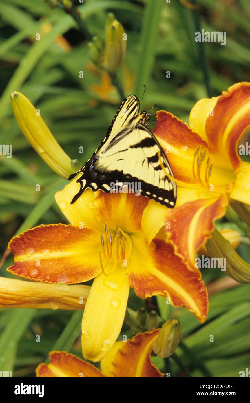 Monarch Butterfly on flowering Lily surrounded by buds and blooms of ...