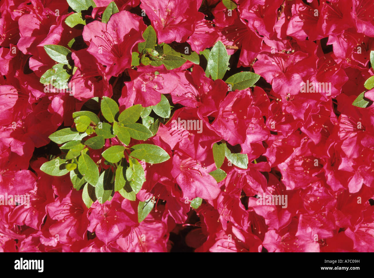 Azalea bush hi-res stock photography and images - Alamy