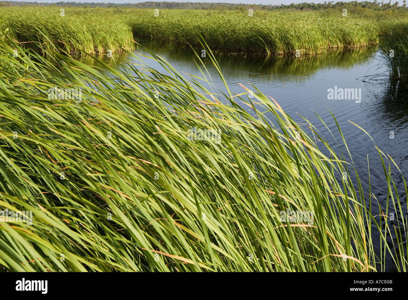 Sawgrass island hi-res stock photography and images - Alamy