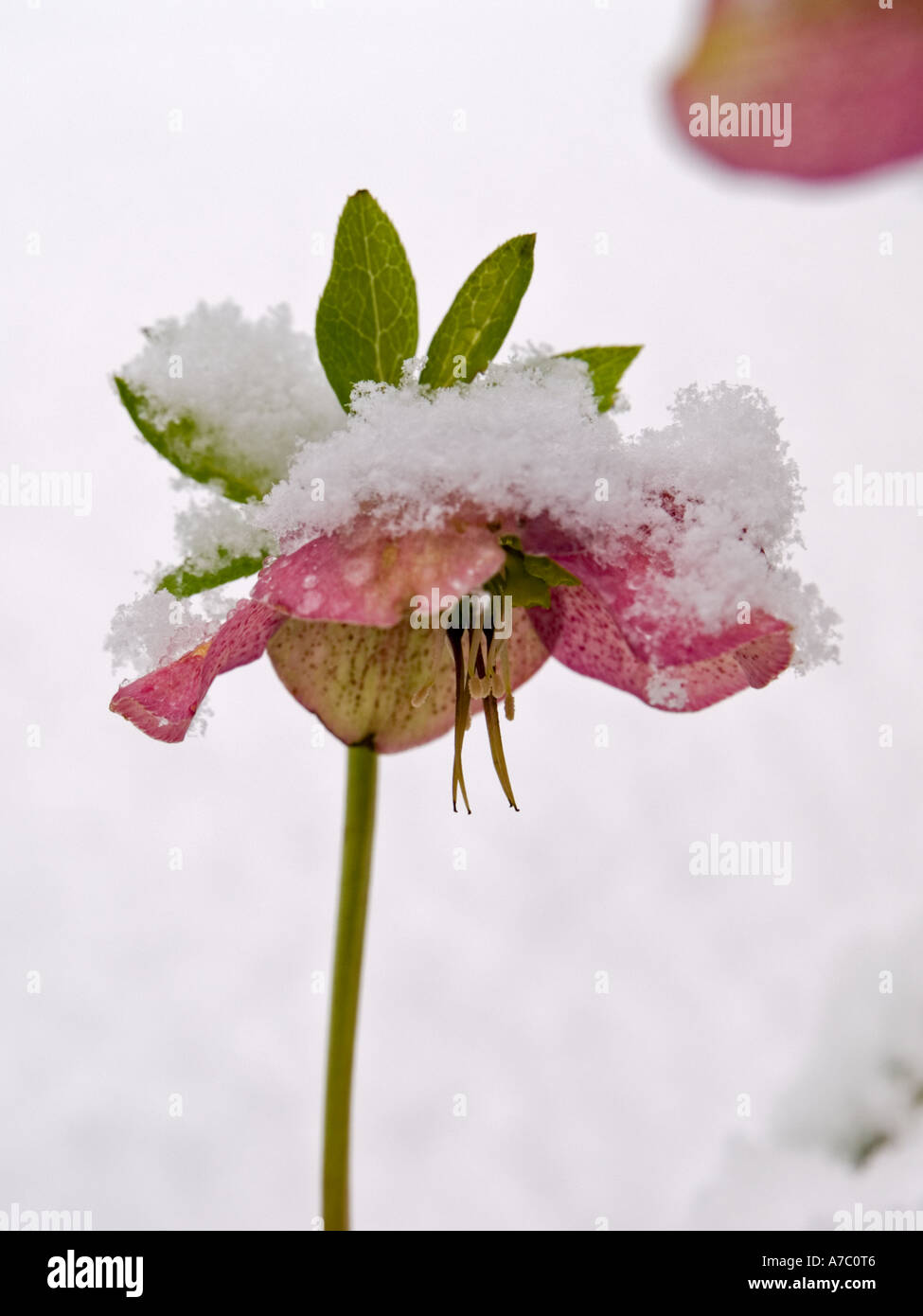 Lenten Rose flower Helleborus x hybridus pink form flowering in deep ...