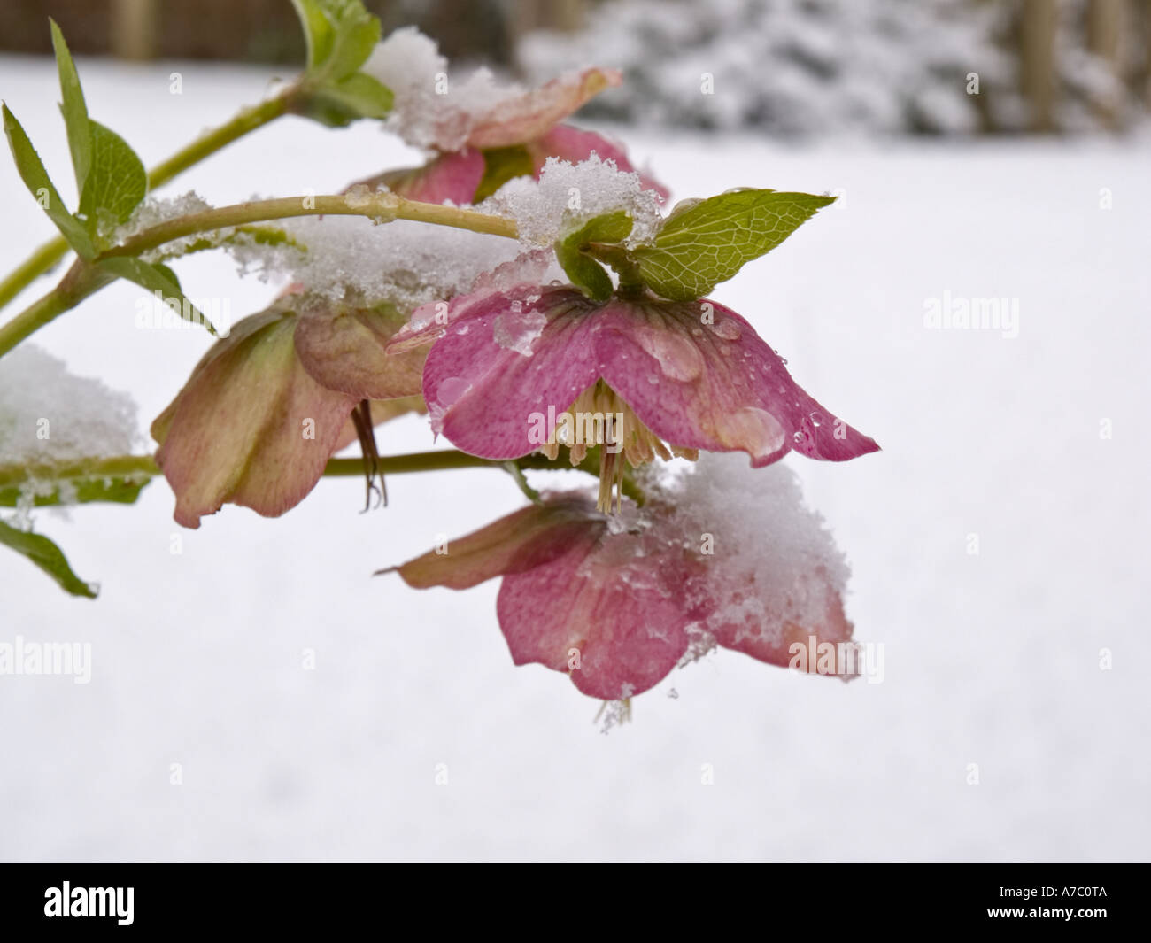 Lenten Rose flowers Helleborus x hybridus pink form flowering in deep ...