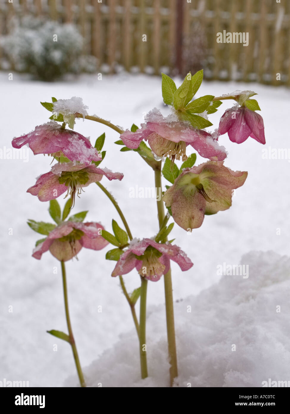 Lenten Rose flowers Helleborus x hybridus pink form flowering in deep ...