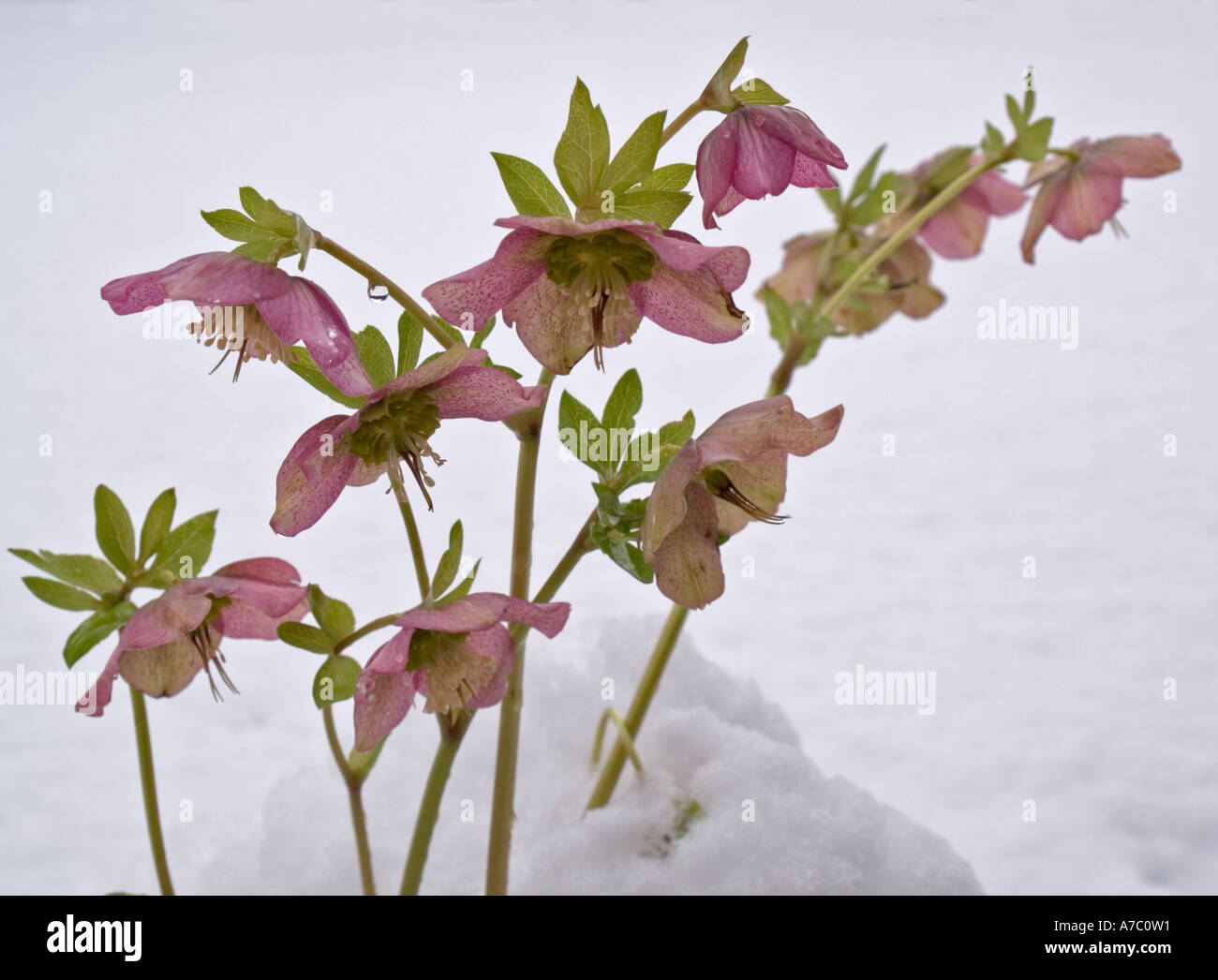 Lenten Rose flowers Helleborus x hybridus pink form flowering in deep ...