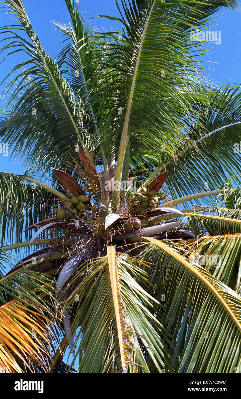 Palm Tree with Coconuts Stock Photo - Alamy