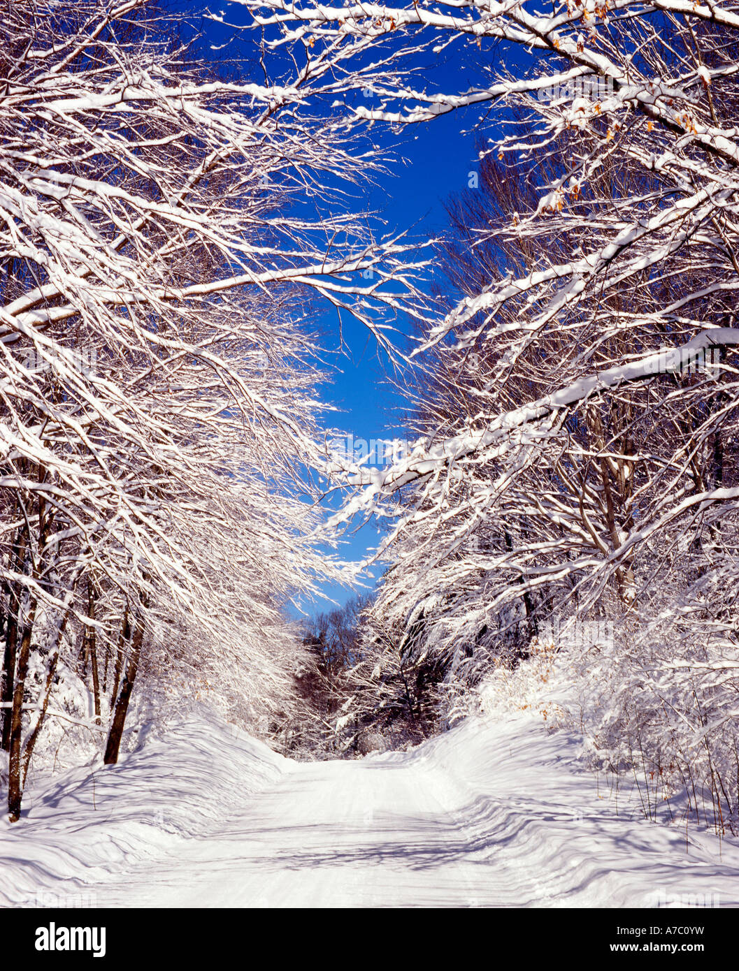 Winter Tree Lined Road Path after a Fresh Snowfall Stock Photo - Alamy