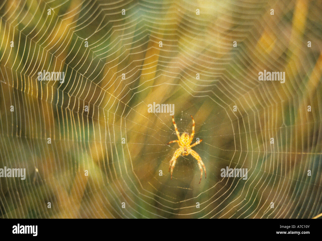 Spider Creating a Spider Web Stock Photo - Alamy