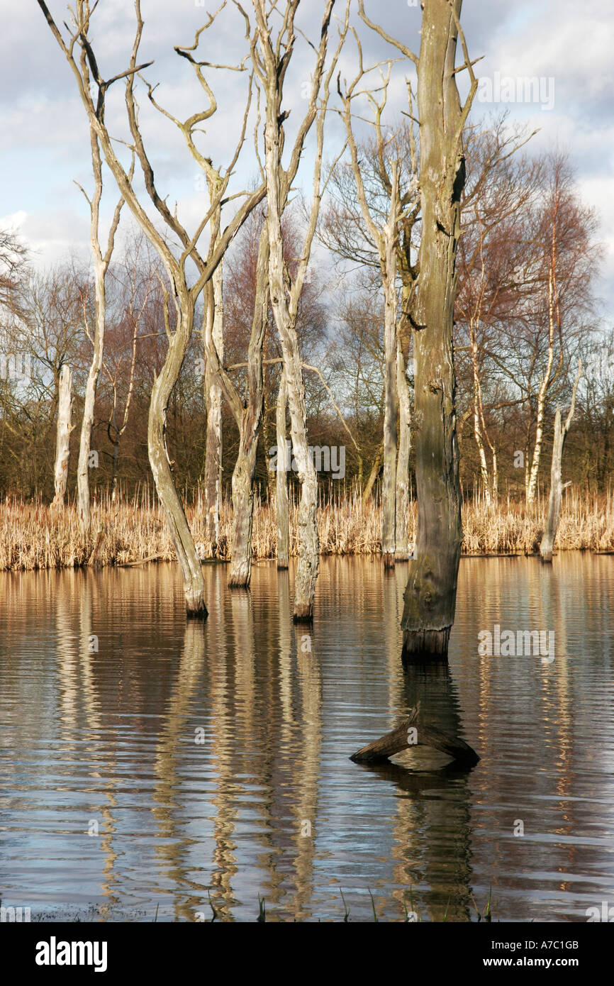 Trees grow through lake Stock Photo - Alamy