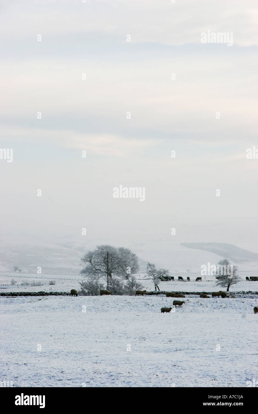 Winter snow scene Stock Photo - Alamy
