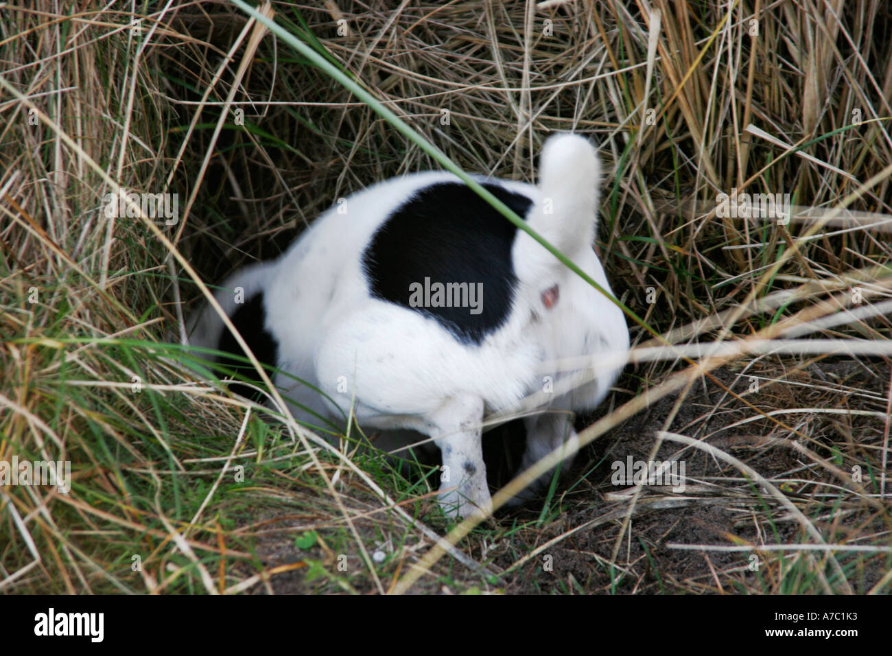 Black tail jack rabbit hi-res stock photography and images - Alamy