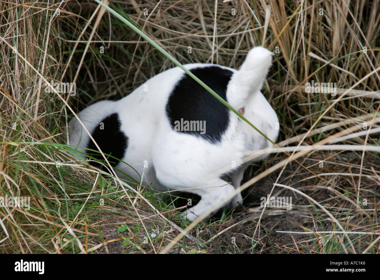Black tail jack rabbit hi-res stock photography and images - Alamy