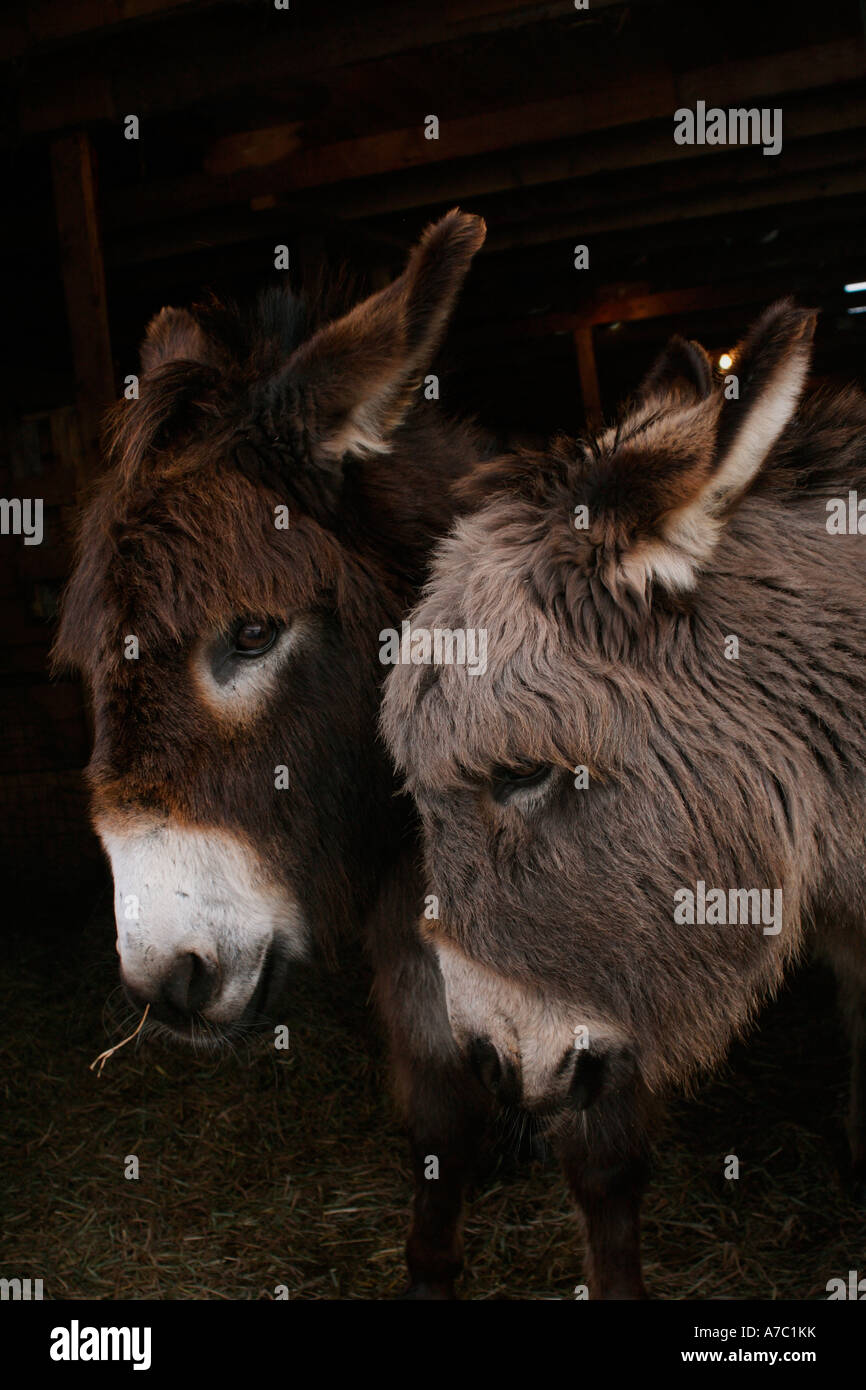 Two miniature donkeys one grey one brown portrait shot with black ...