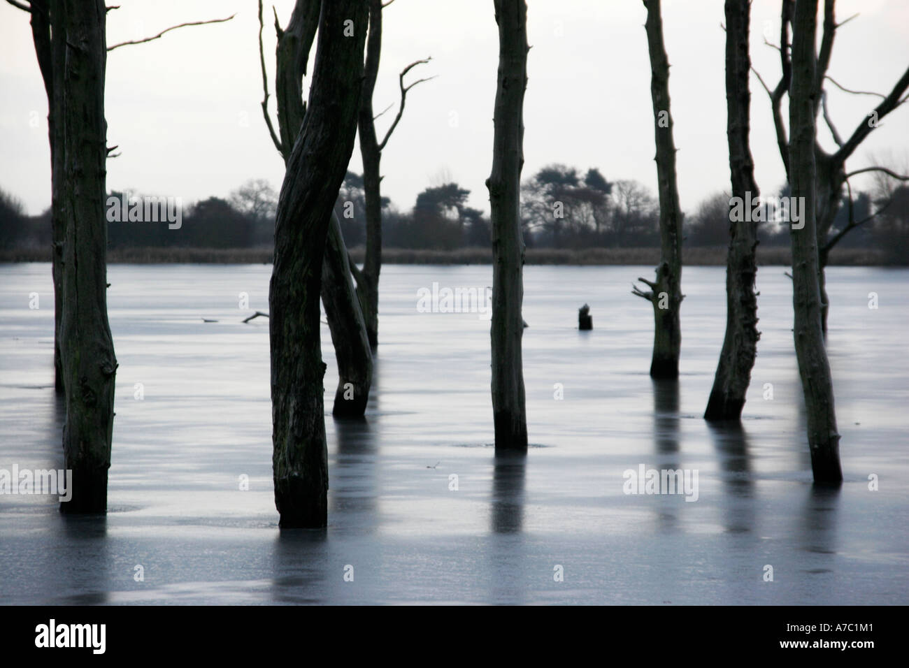 Trees frozen in lake Stock Photo - Alamy