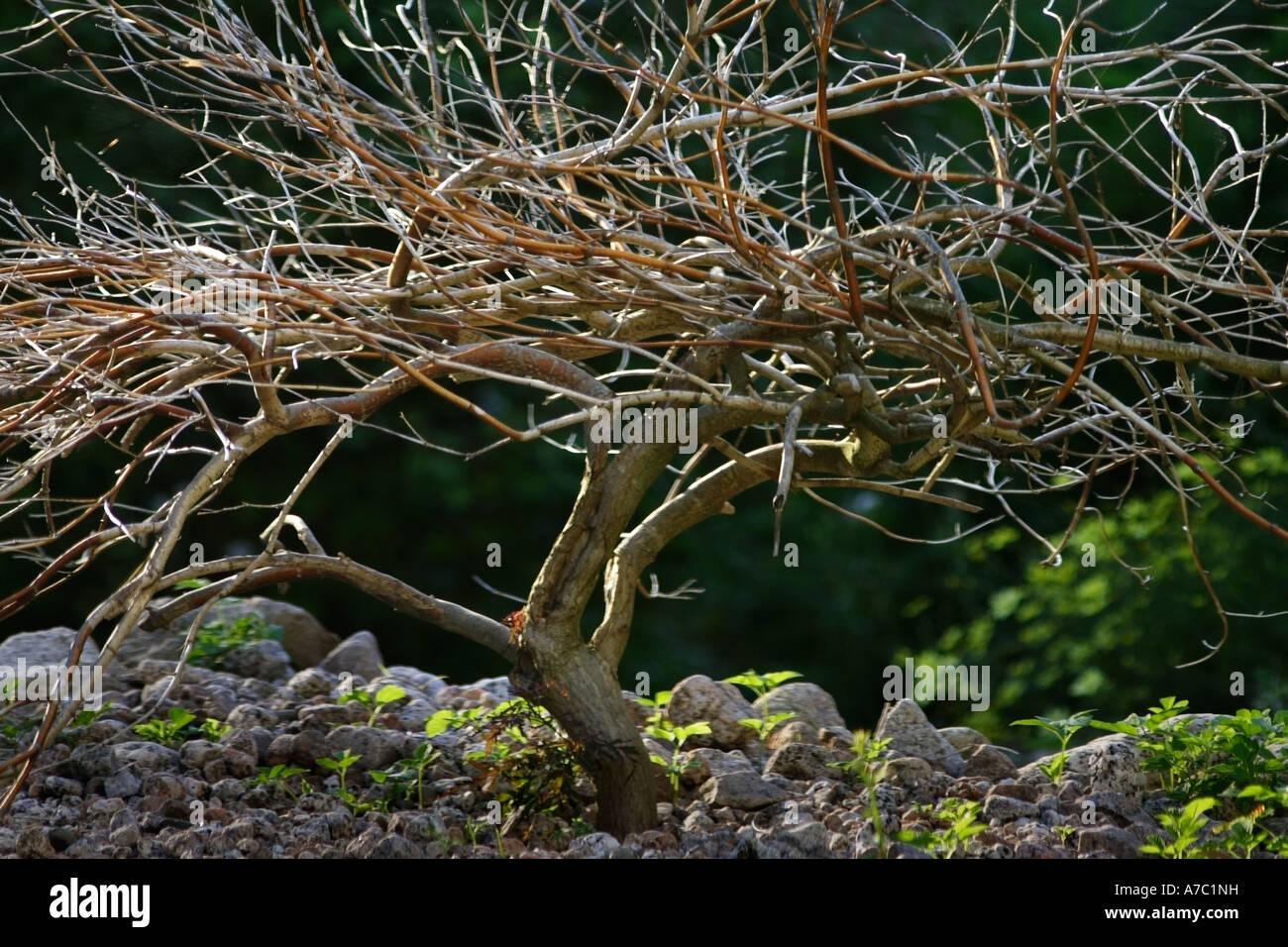 A small tree with a tangled mess of branches in a rock garden Stock ...